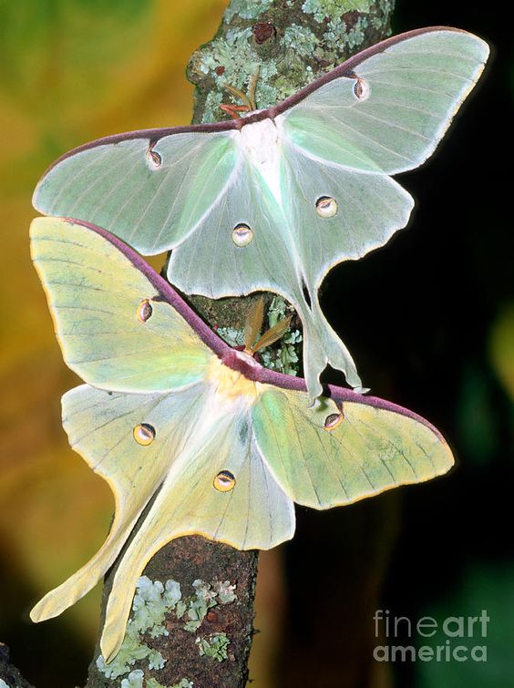 le papillon Lune - Actias Luna